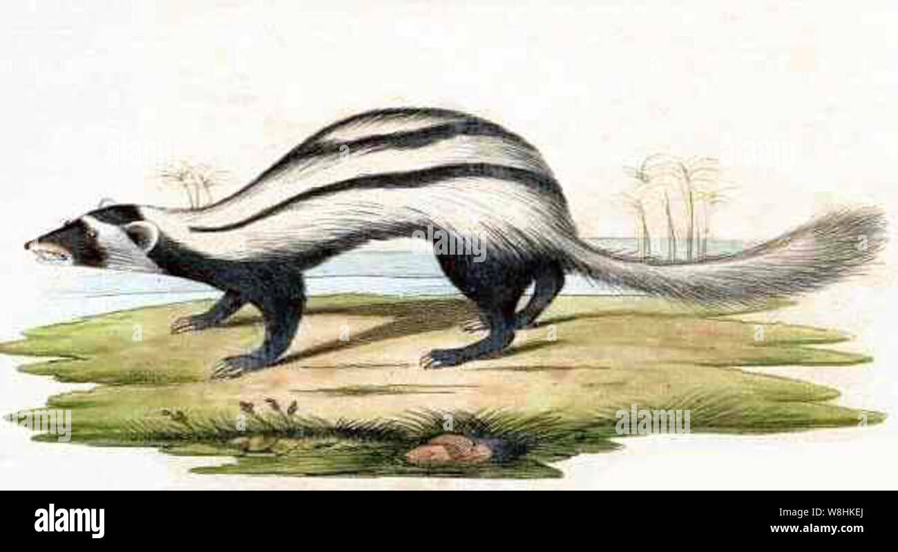 Striped weasel hi-res stock photography and images - Alamy