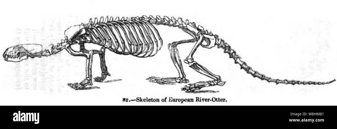 A Eurasian otter skeleton Stock Photo - Alamy