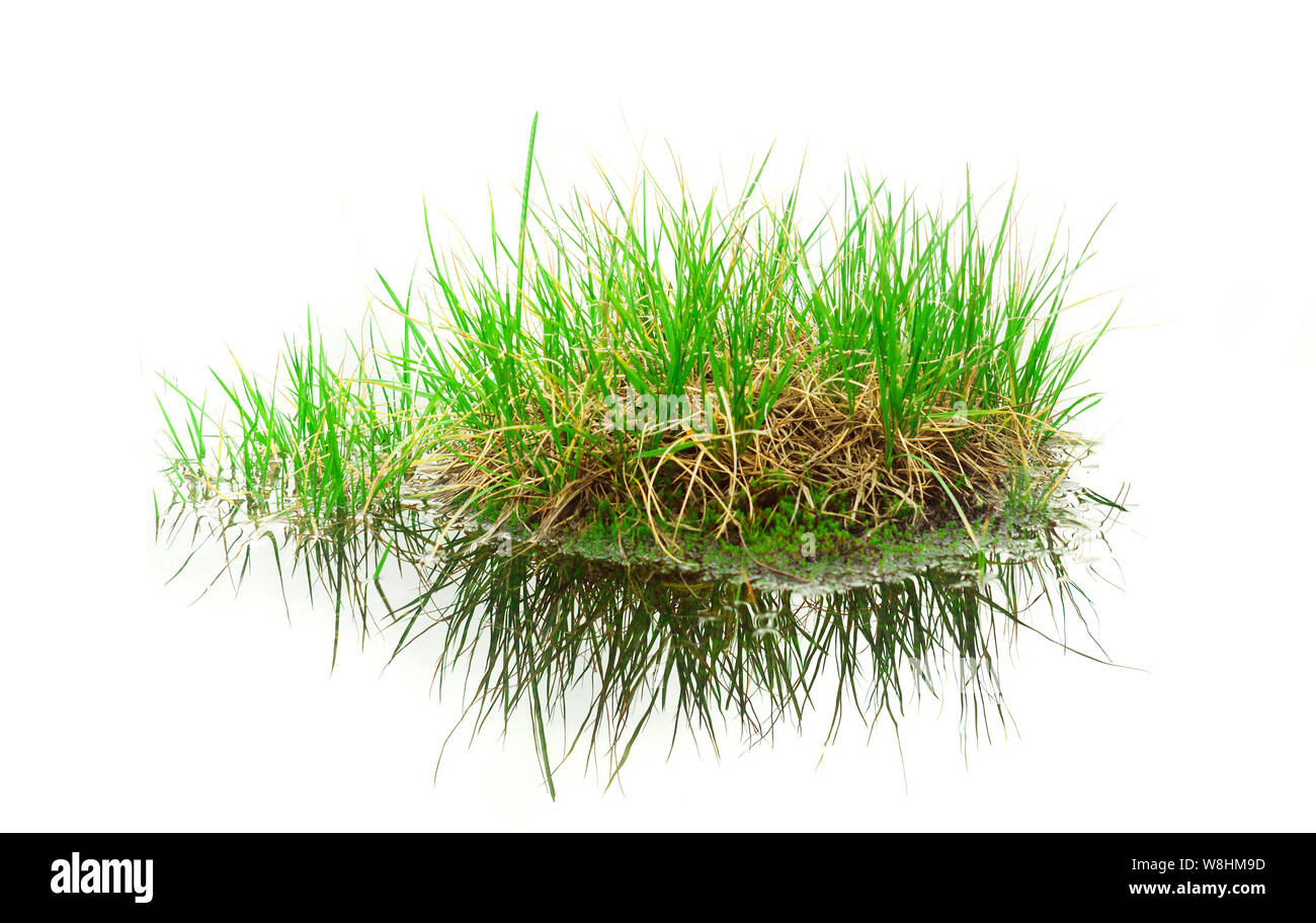 bush and grass vegetation isolated on white background Stock Photo - Alamy