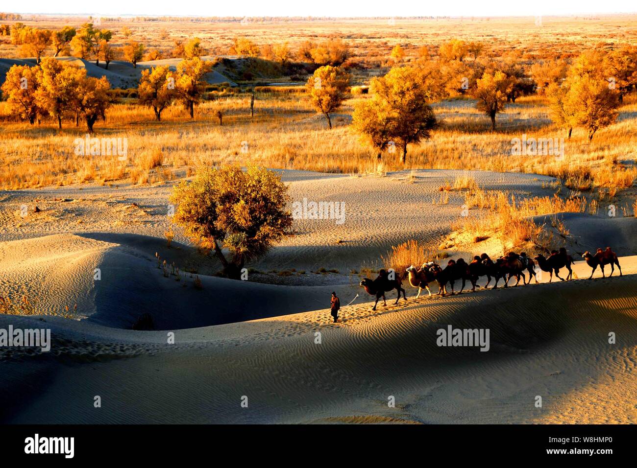 Taklimakan desert camels hi-res stock photography and images - Alamy