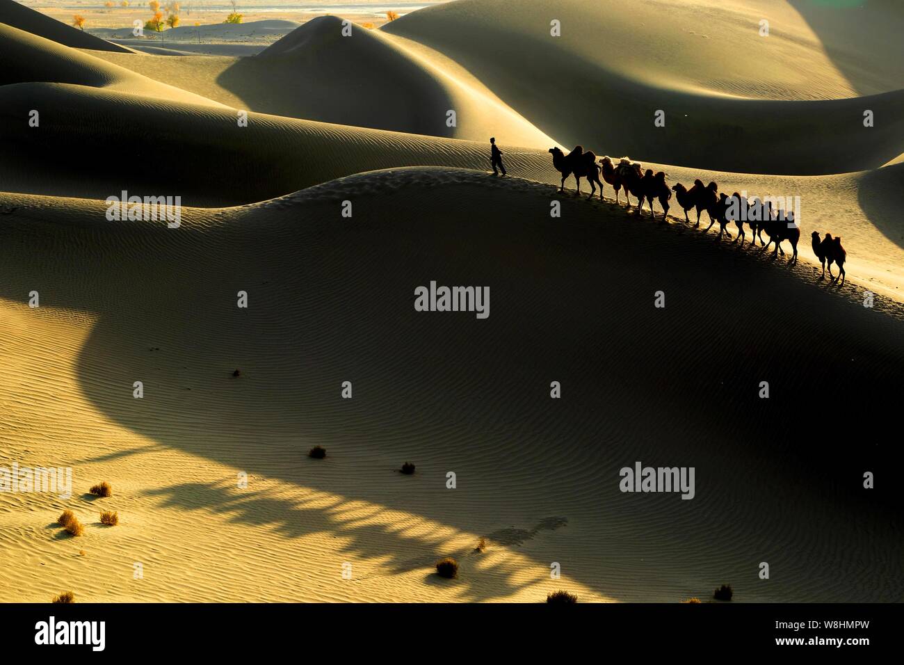--FIEL--Camels walk in the Taklamakan Desert, also known as Taklimakan and Teklimakan, in the ...