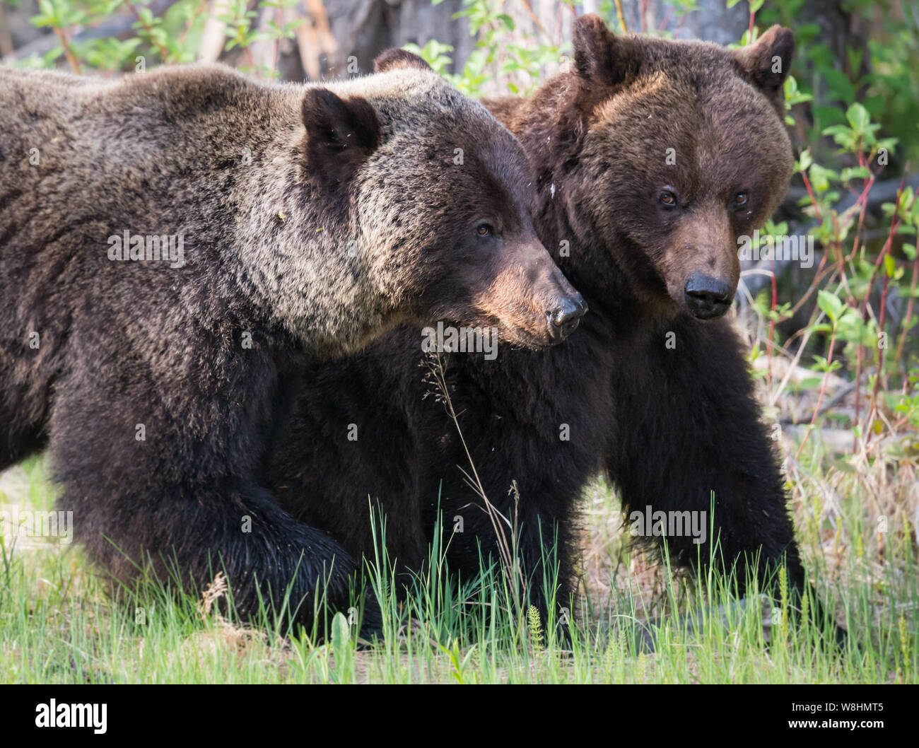 Grizzly bear in the wild Stock Photo - Alamy