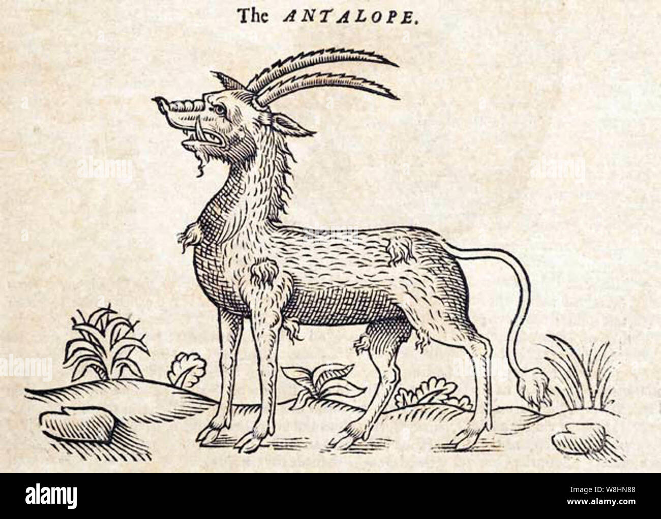 History Of Four Footed Beasts High Resolution Stock Photography and ...