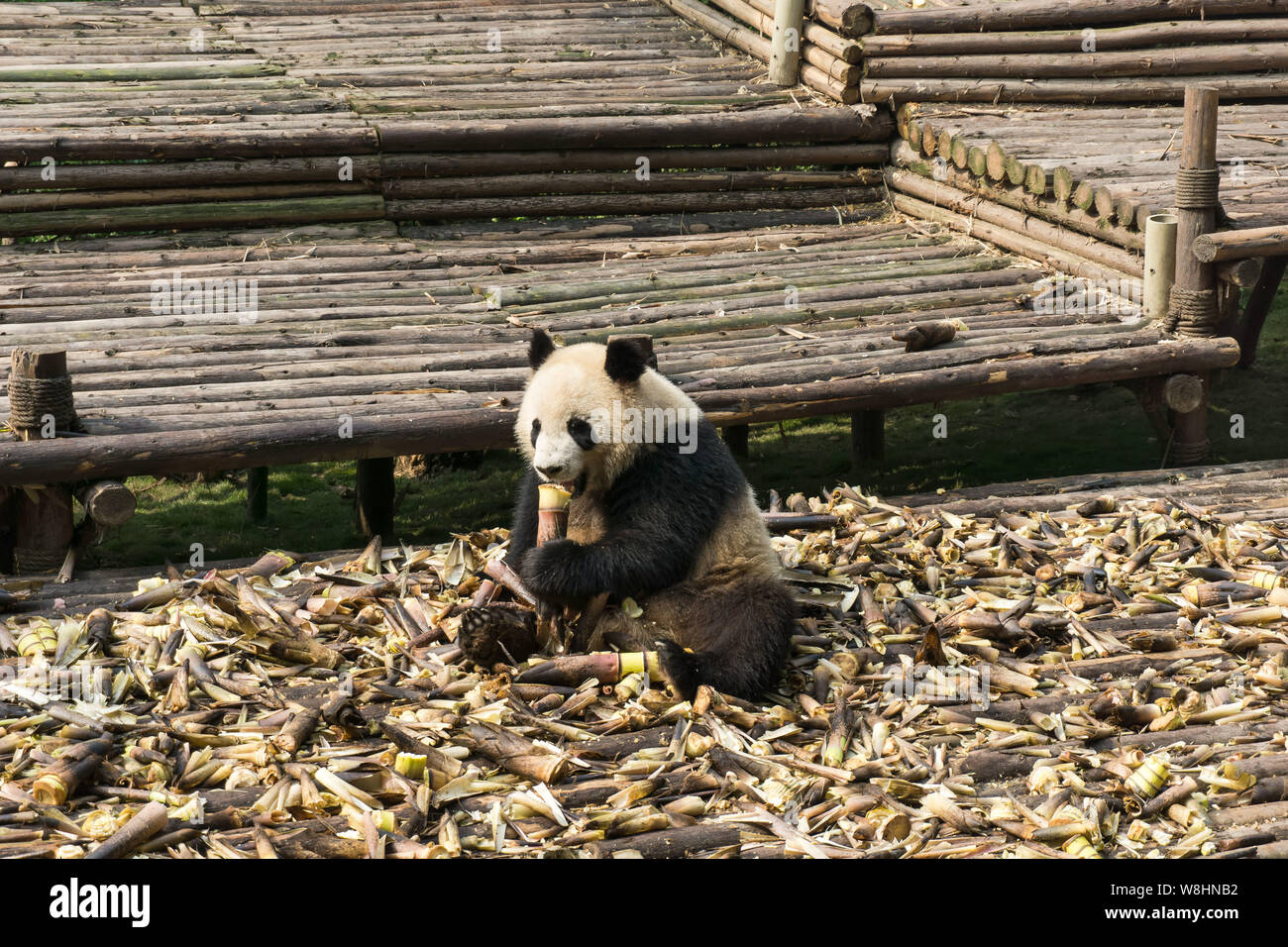 A giant panda eats bamboo shoots at the Chengdu Research Base of Giant ...