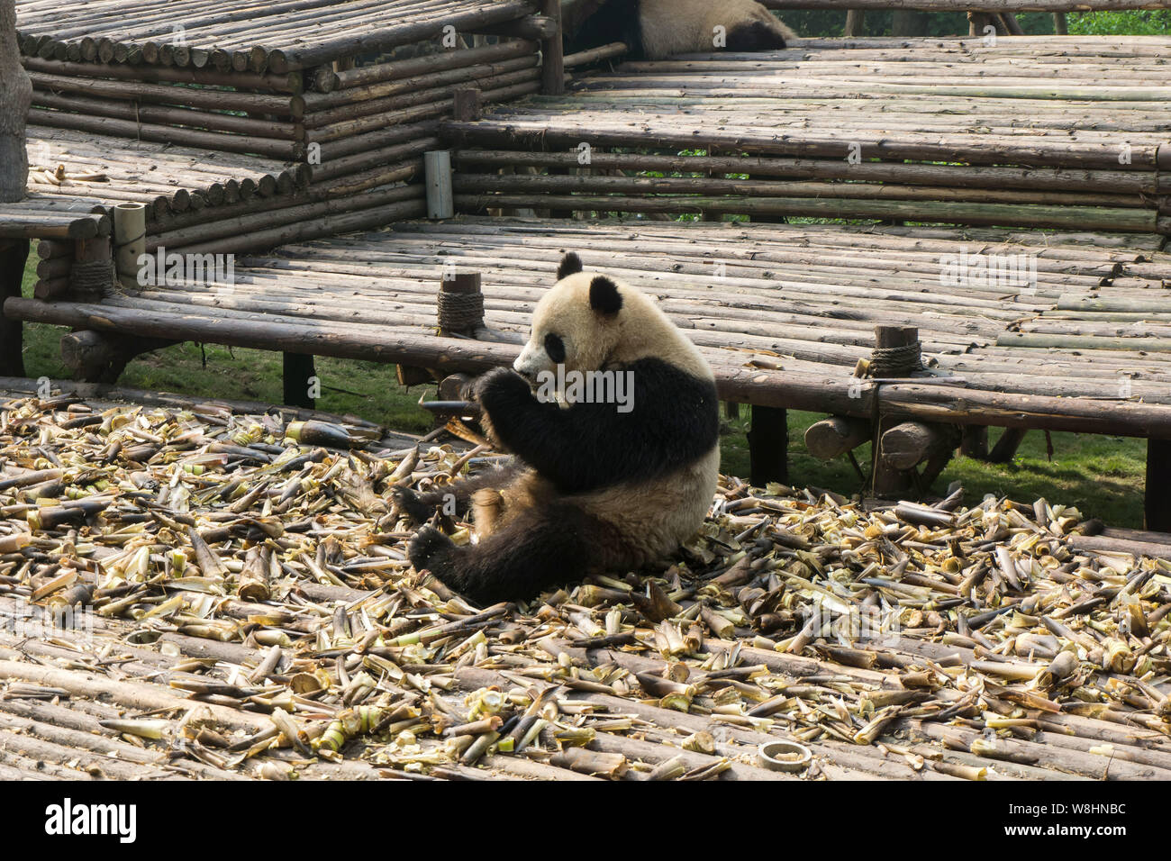 A giant panda eats bamboo shoots at the Chengdu Research Base of Giant ...