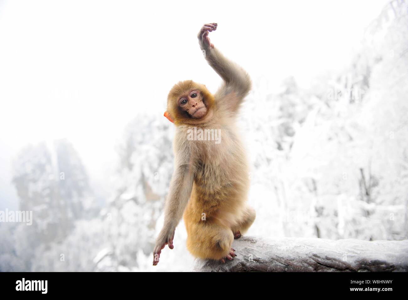 Zhangjiajie national park monkey hi-res stock photography and images ...