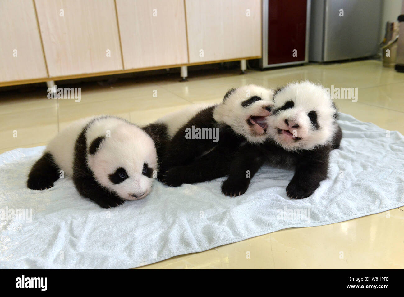Giant panda cubs born this year are pictured during a public event at ...