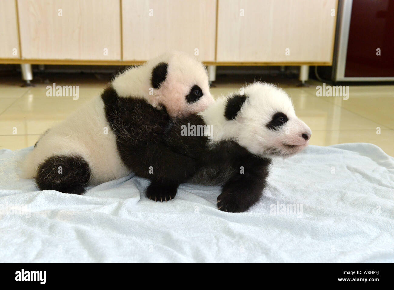 Giant panda cubs born this year are pictured during a public event at ...