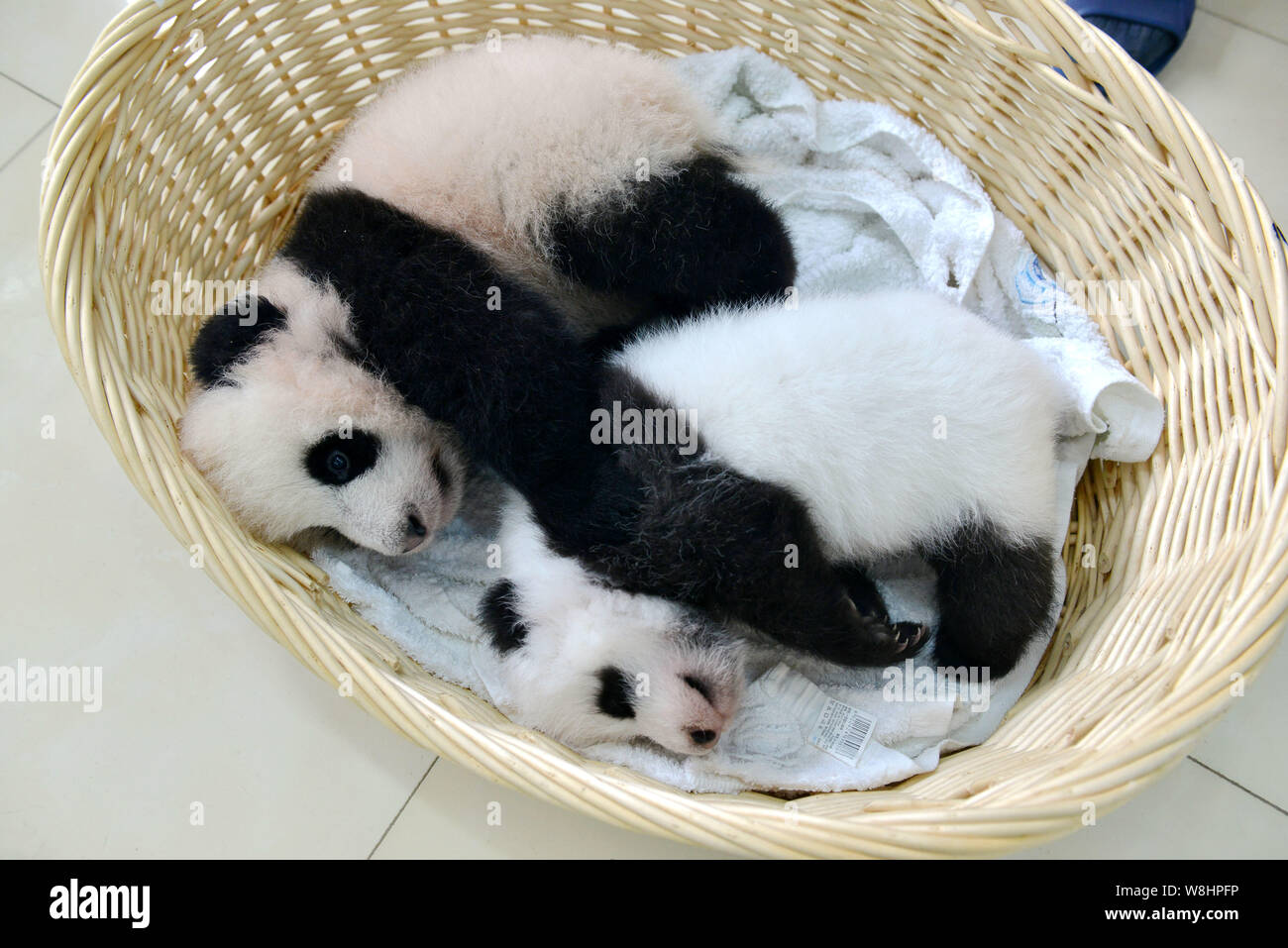 Giant panda cubs born this year are displayed in a bamboo basket during ...