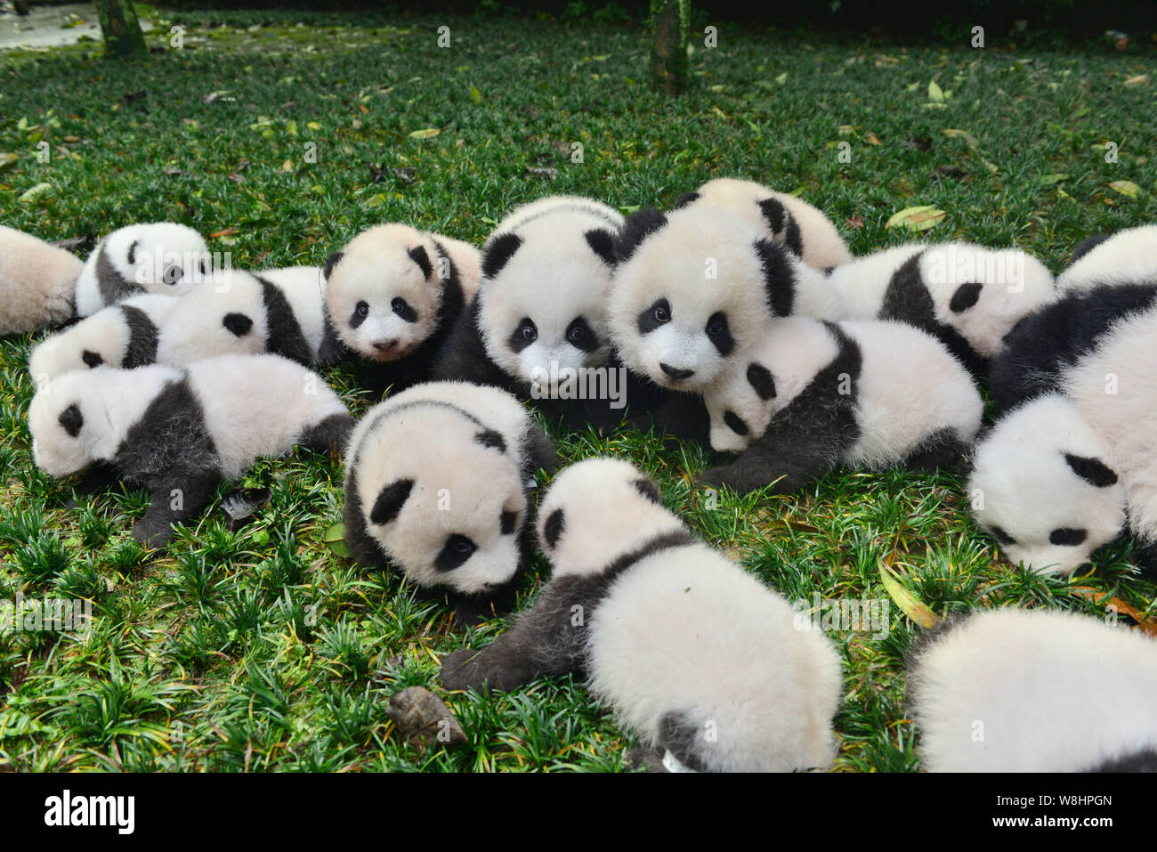 --FILE--Giant panda cubs born this year are pictured during a public ...