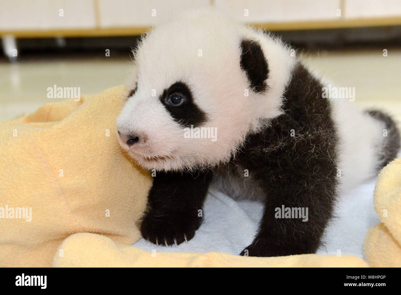 Bifengxia panda research centre hi-res stock photography and images - Alamy