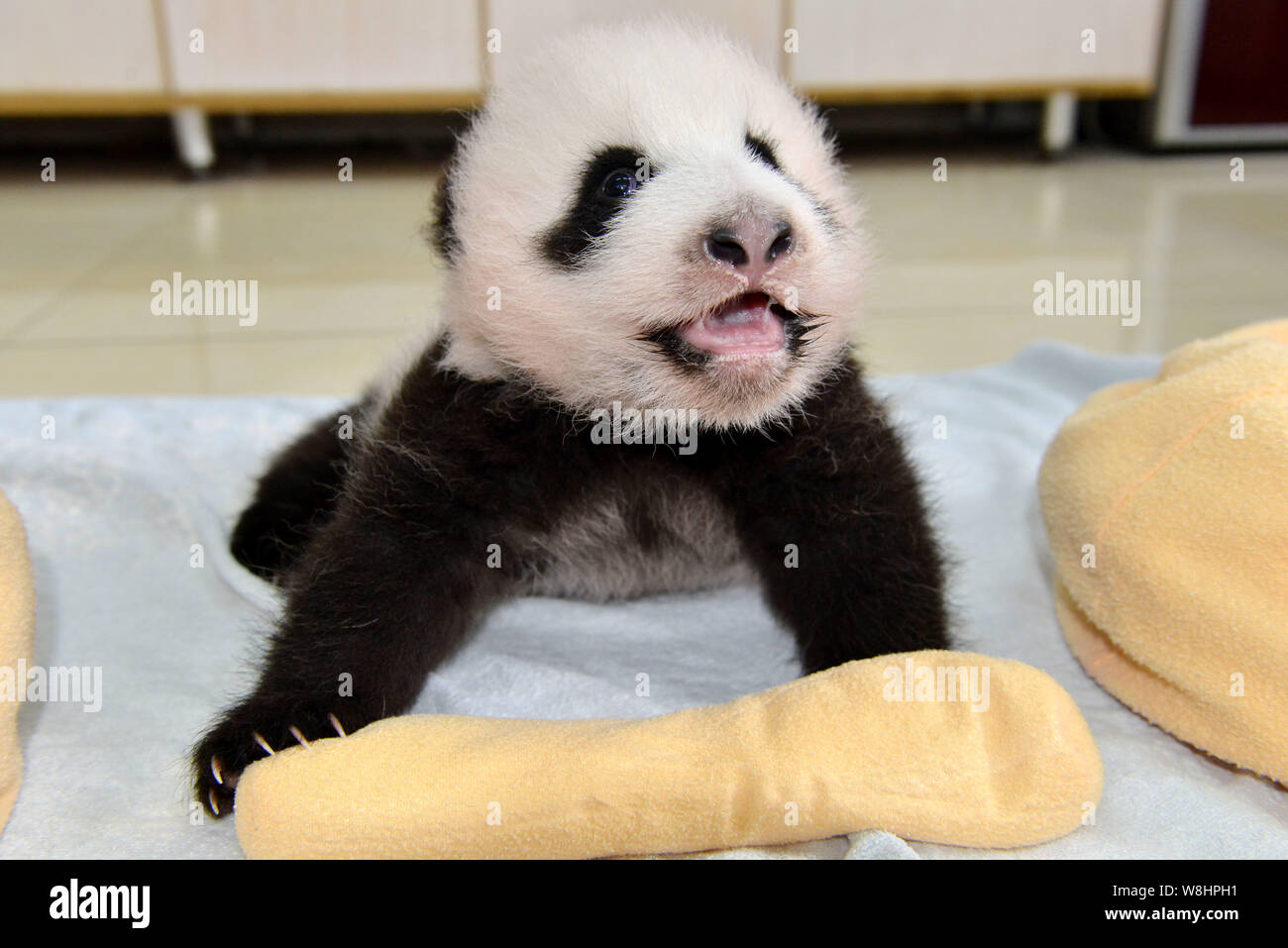 A giant panda cub born this year is pictured during a public event at ...