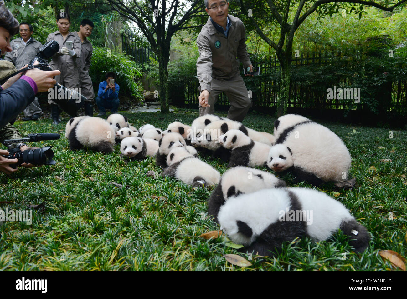 Giant panda cubs born this year are pictured during a public event at ...