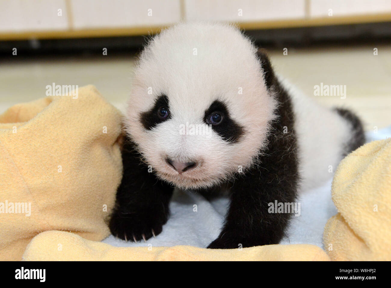 A giant panda cub born this year is pictured during a public event at ...