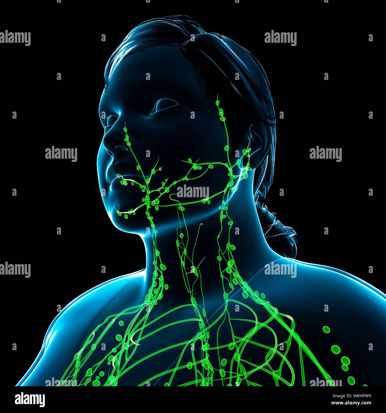 Illustration of female lymphatic system Stock Photo - Alamy