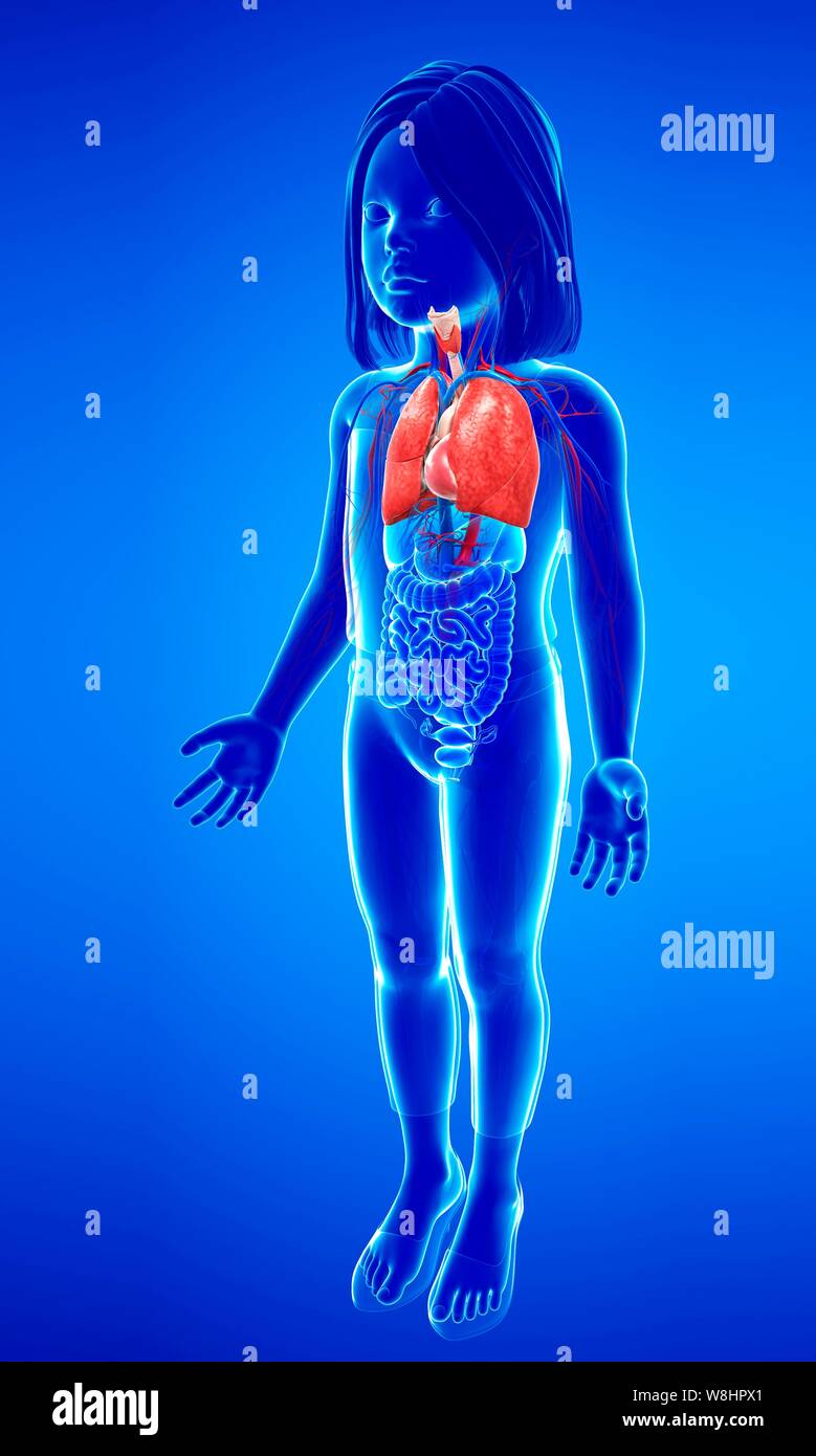 Illustration of a child's lungs Stock Photo - Alamy