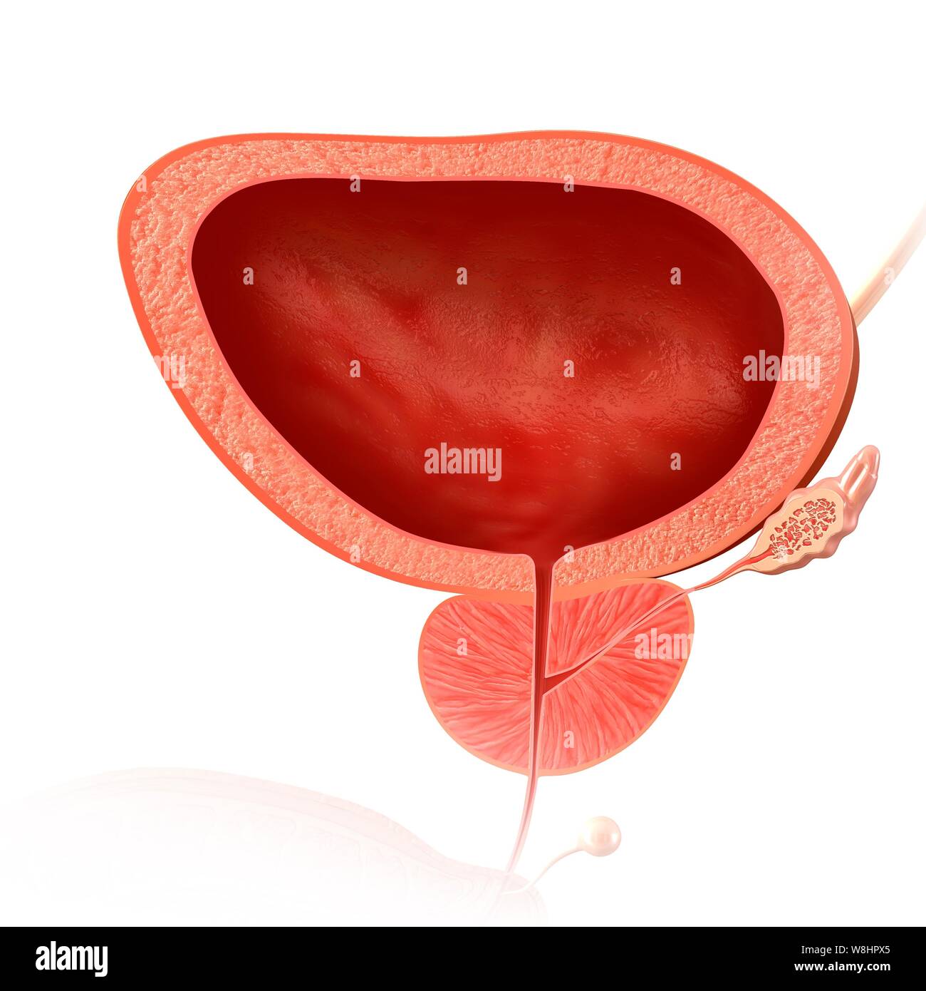 Illustration of male bladder and prostate gland Stock Photo - Alamy
