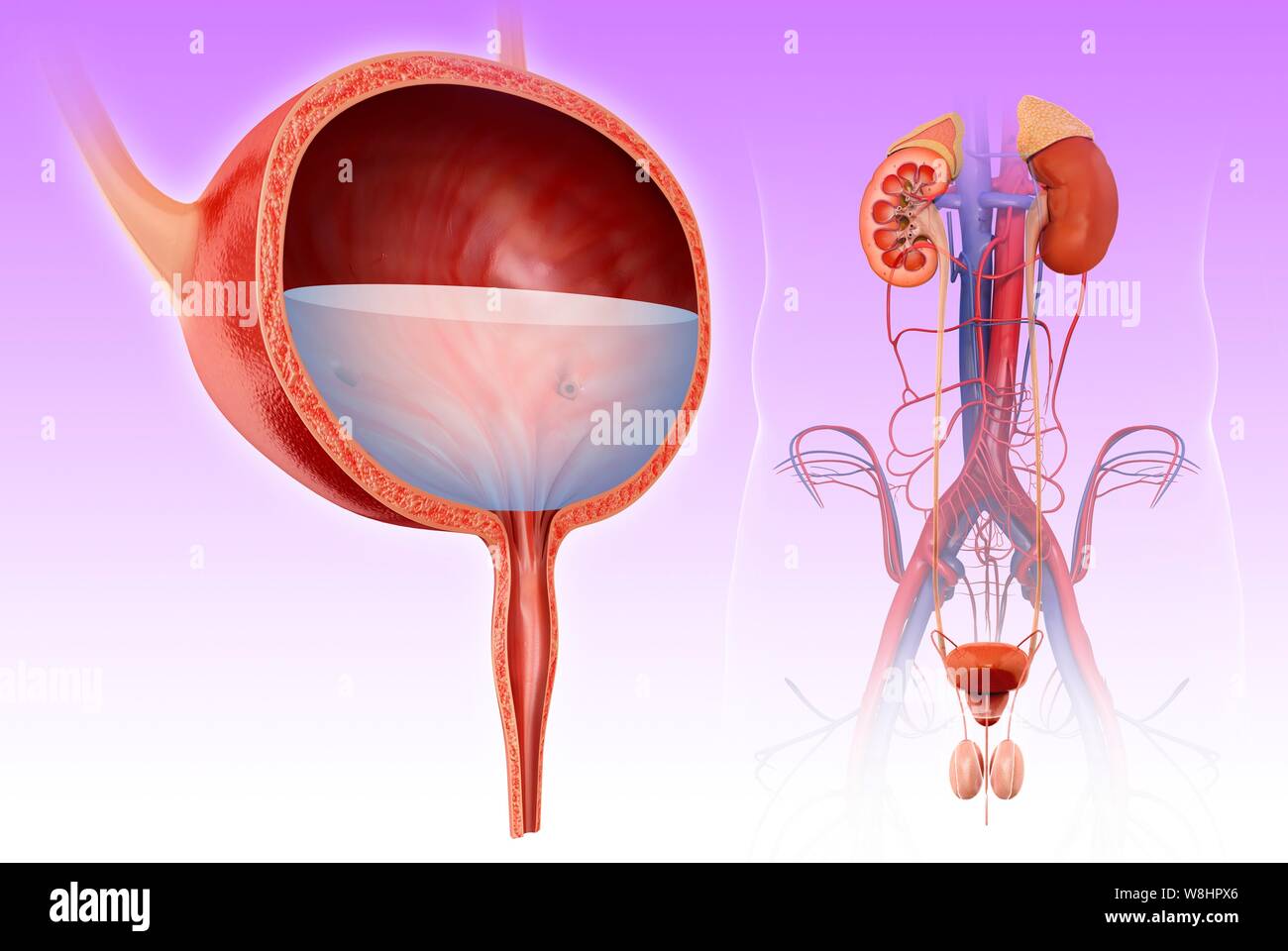 Illustration of male bladder and urinary system Stock Photo - Alamy