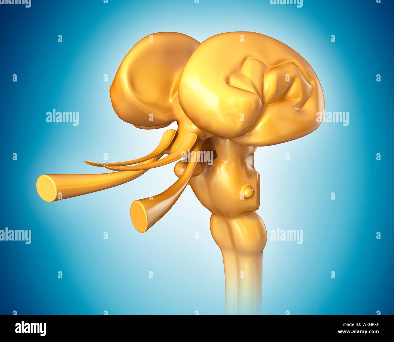 Illustration of human brain structures Stock Photo - Alamy