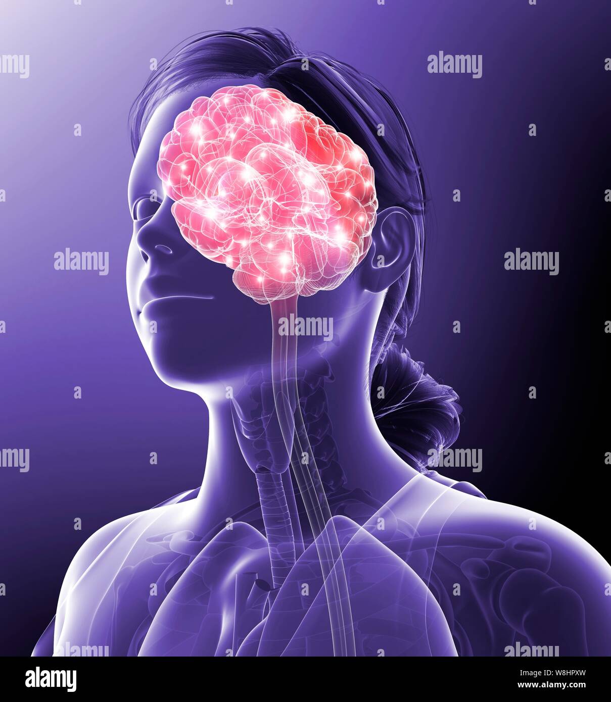 Illustration of female brain activity Stock Photo - Alamy