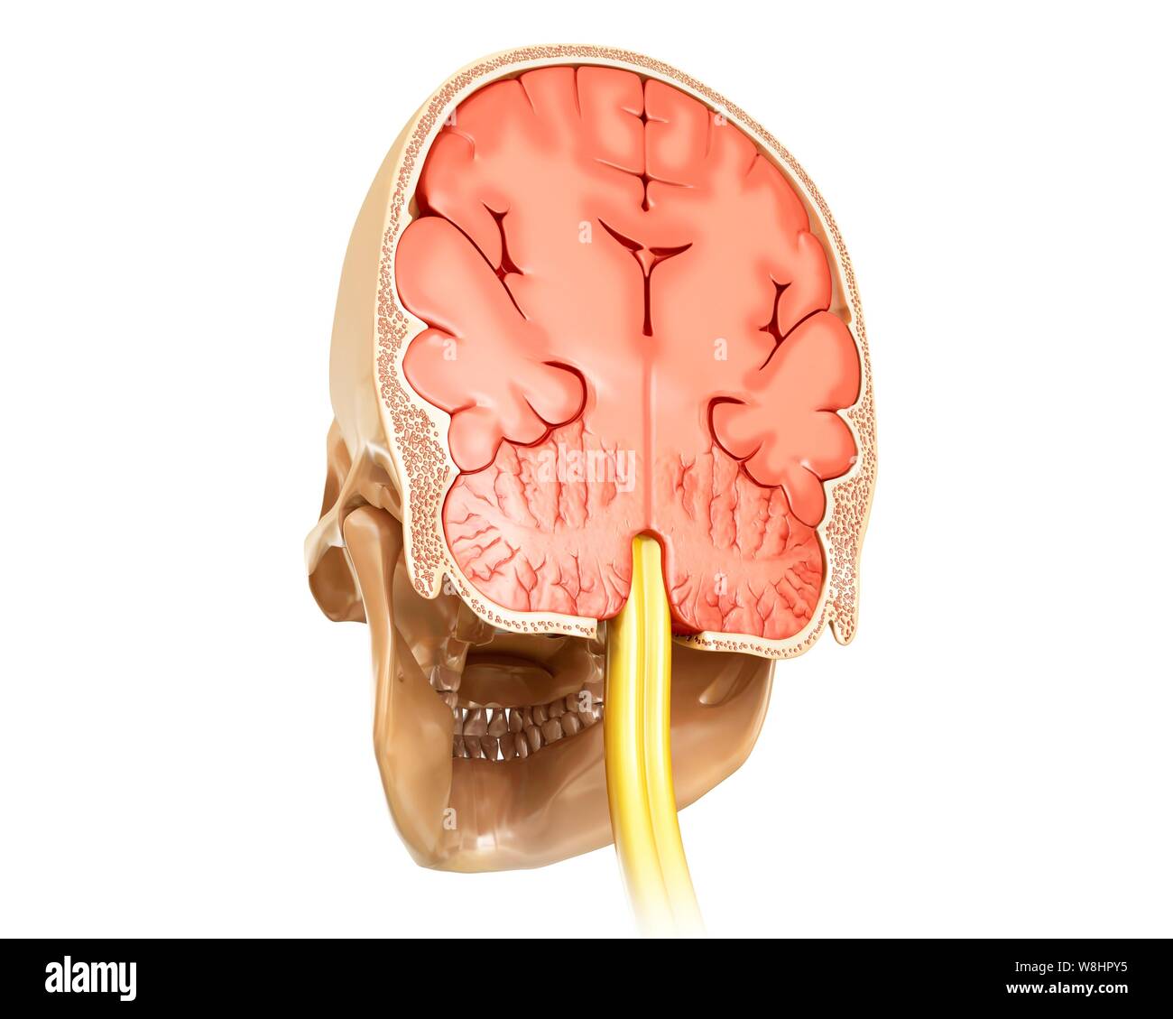 Illustration of human brain and skull cross-section Stock Photo - Alamy