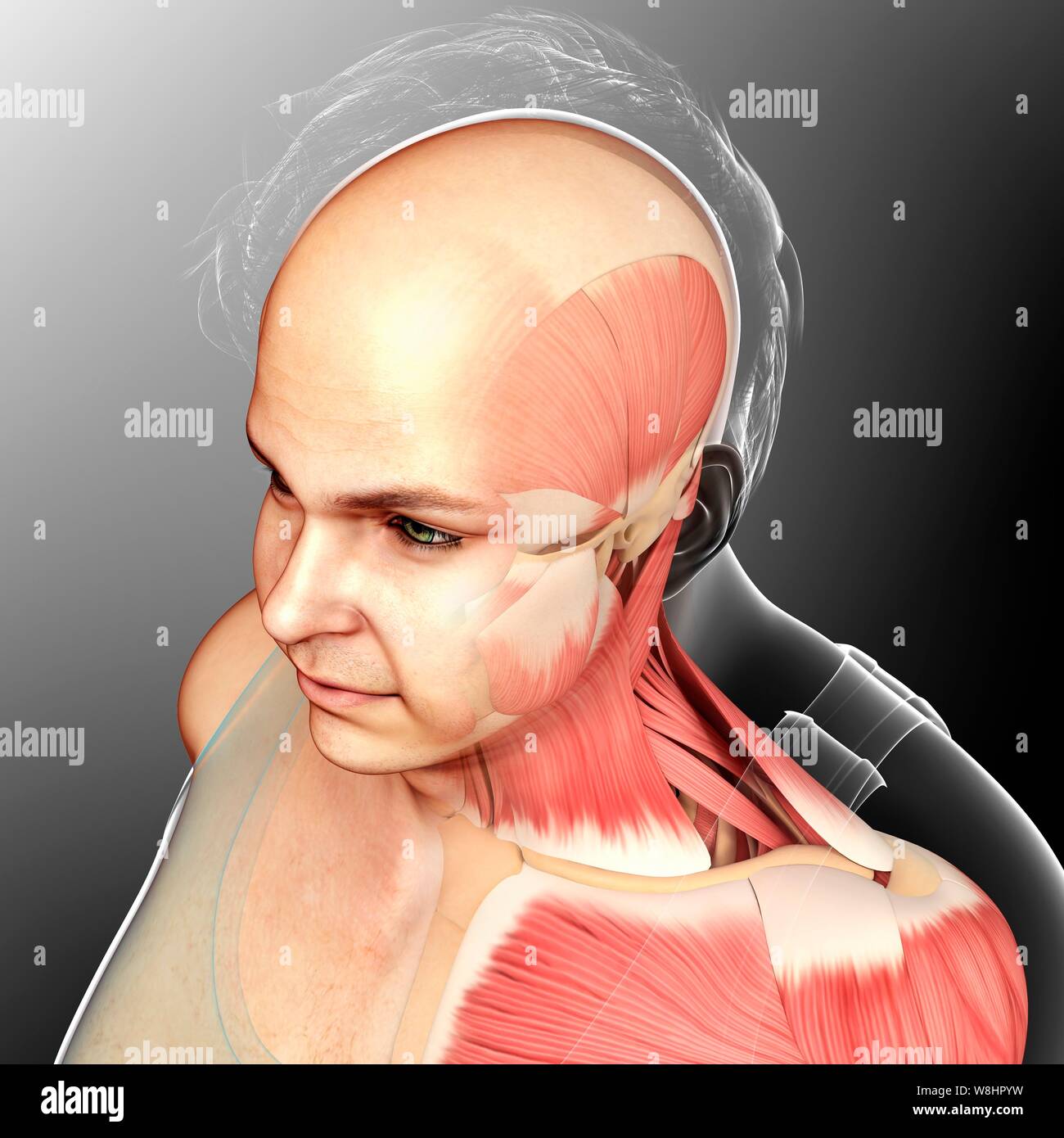 Illustration of male head and chest muscles Stock Photo - Alamy