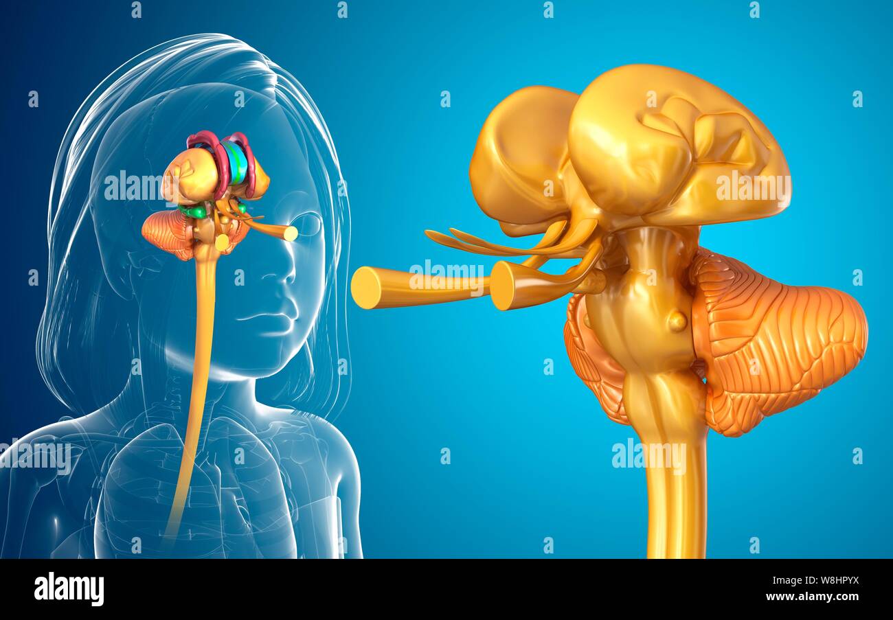 Illustration of a child's brain structures Stock Photo - Alamy