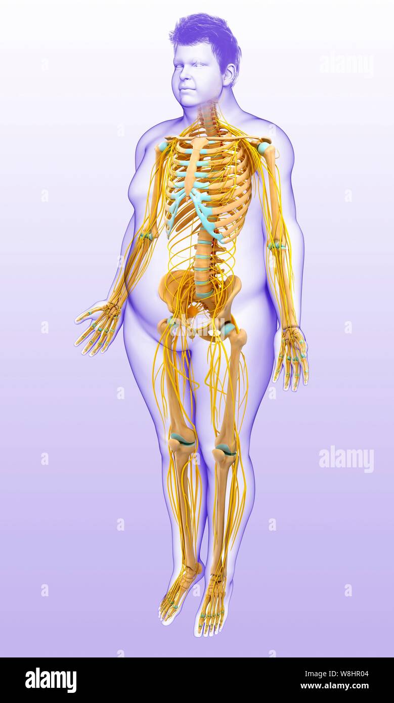 Illustration of male skeletal system Stock Photo - Alamy