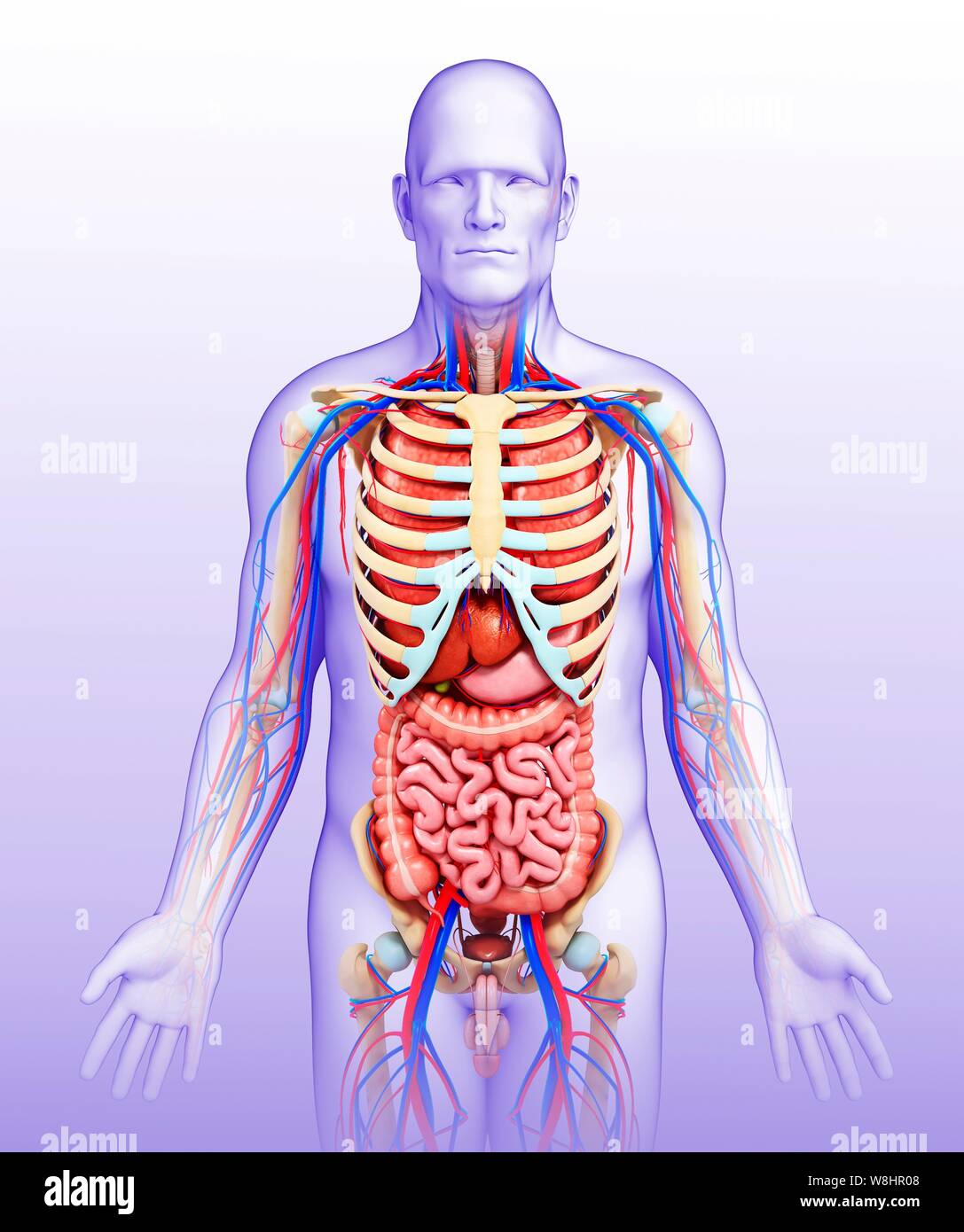Illustration of male anatomy Stock Photo - Alamy
