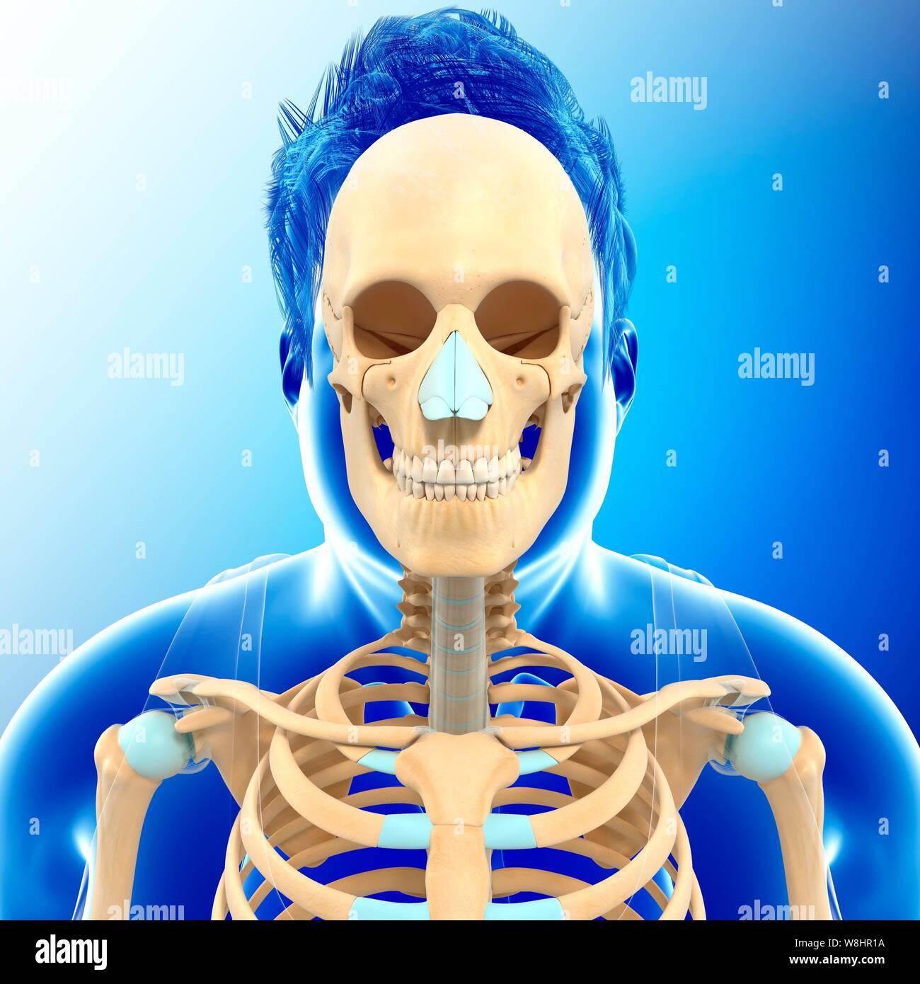 Illustration of male skeletal anatomy Stock Photo - Alamy