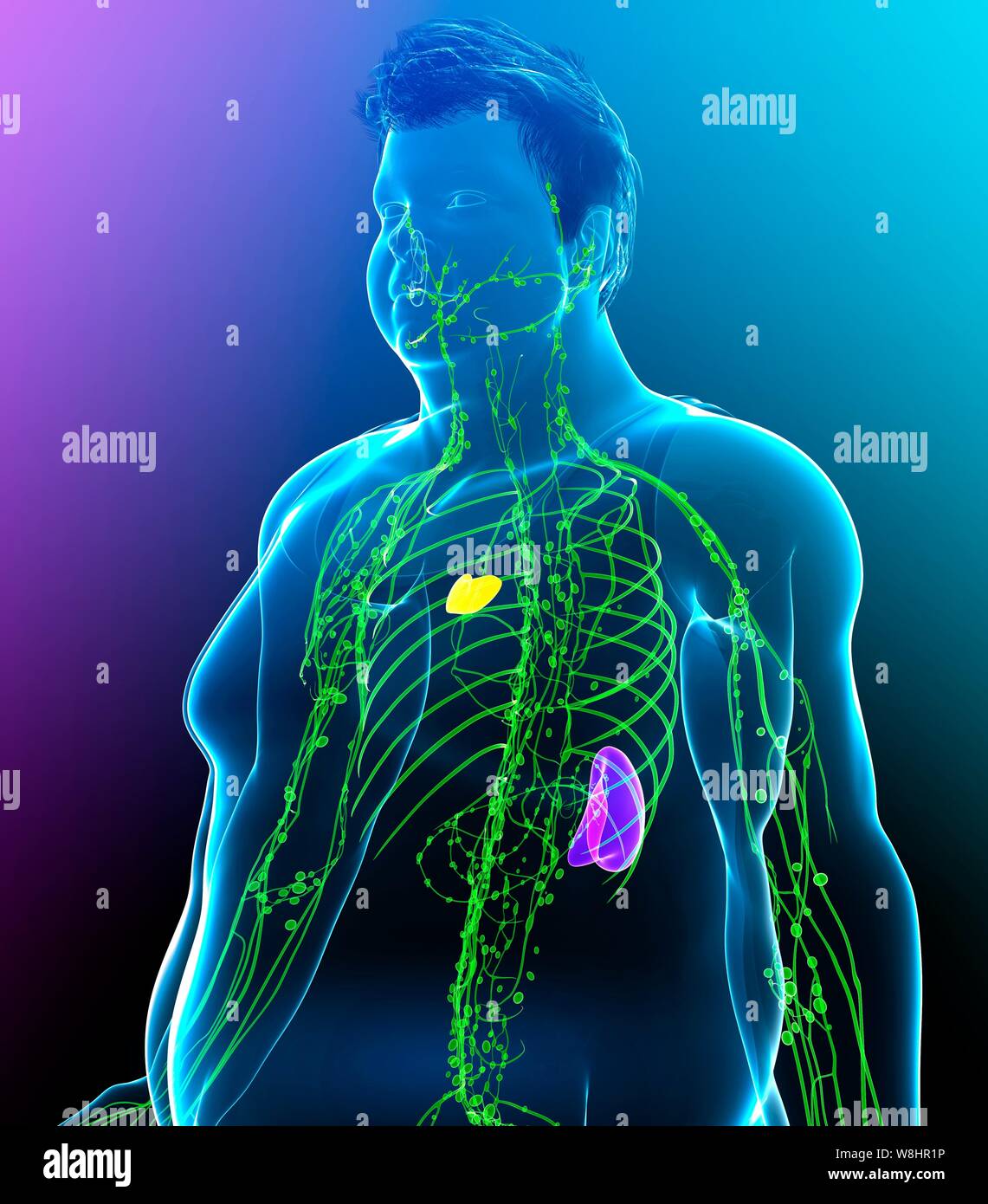 Illustration of male lymphatic system Stock Photo - Alamy