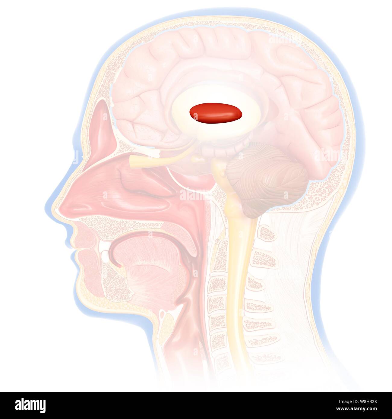 Illustration of globus pallidus brain structure Stock Photo - Alamy