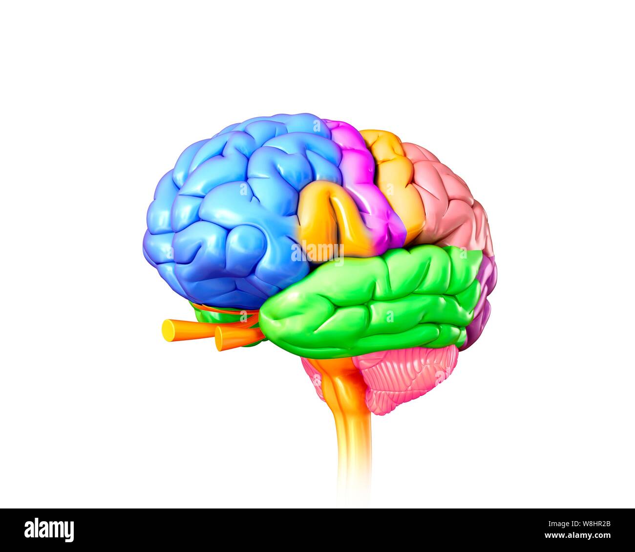 Illustration of human brain regions Stock Photo - Alamy