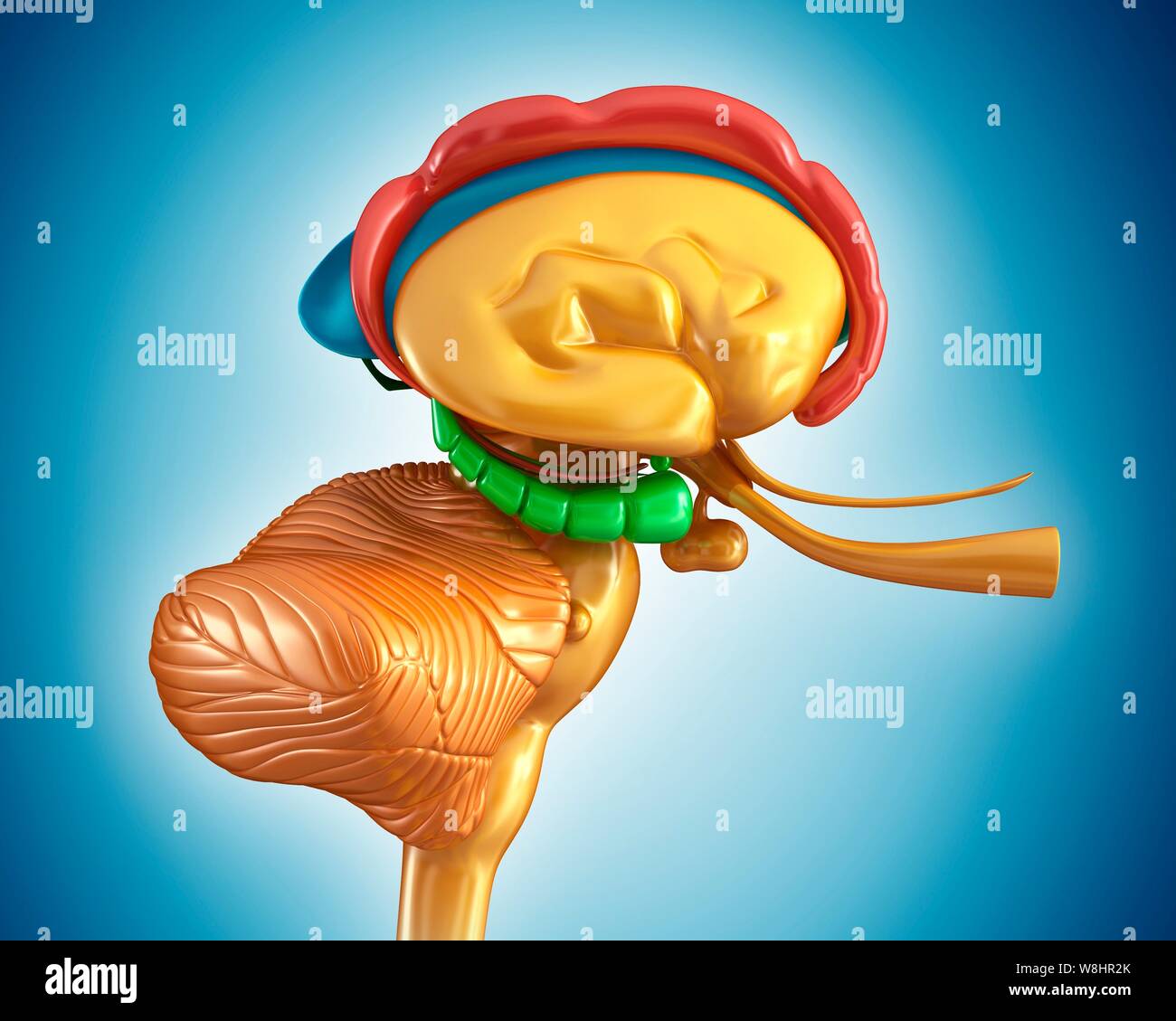 Illustration of human brain structures Stock Photo - Alamy