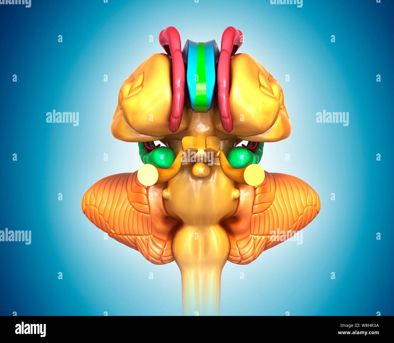 Illustration of human brain structures Stock Photo - Alamy
