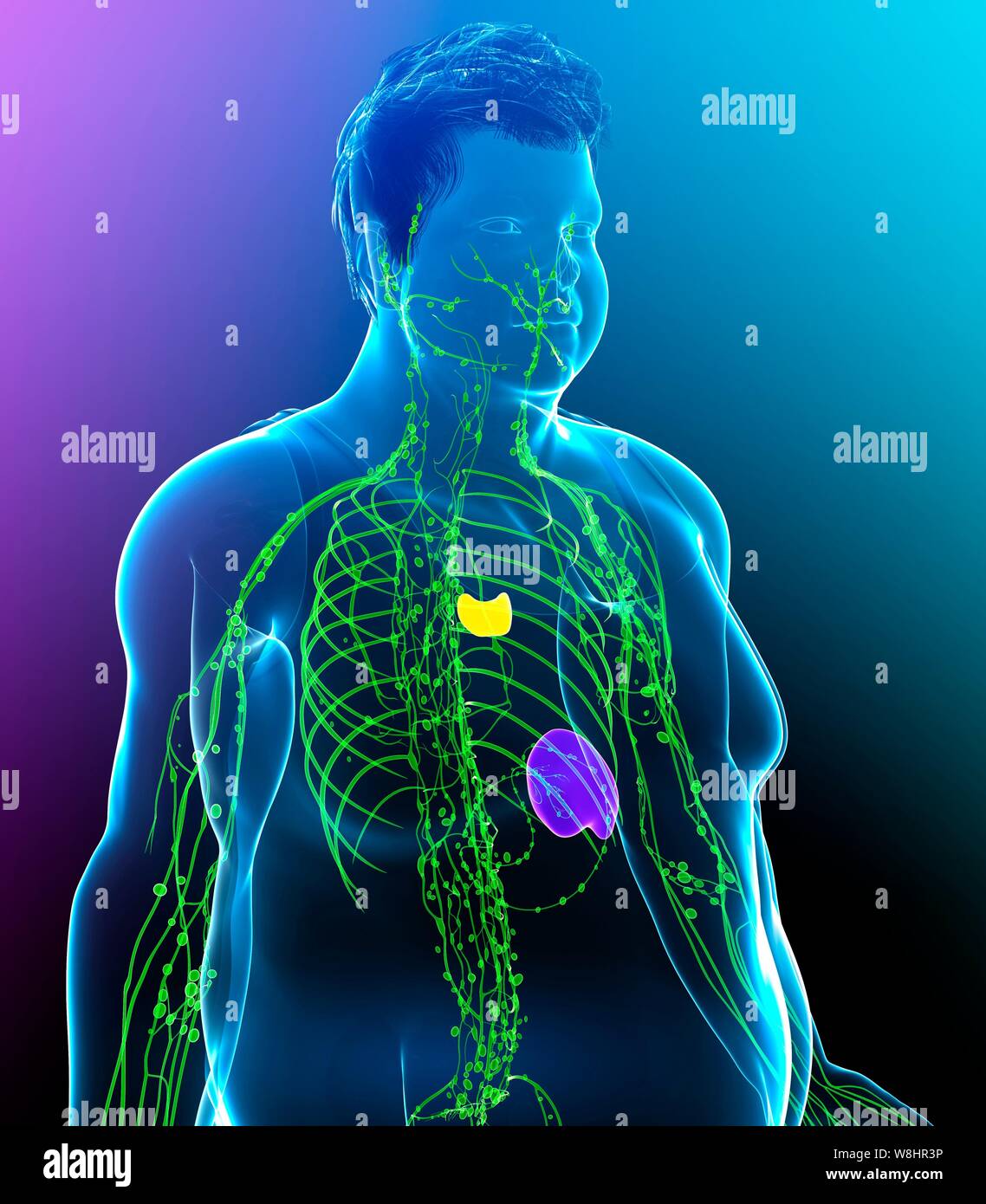 Illustration of male lymphatic system Stock Photo - Alamy