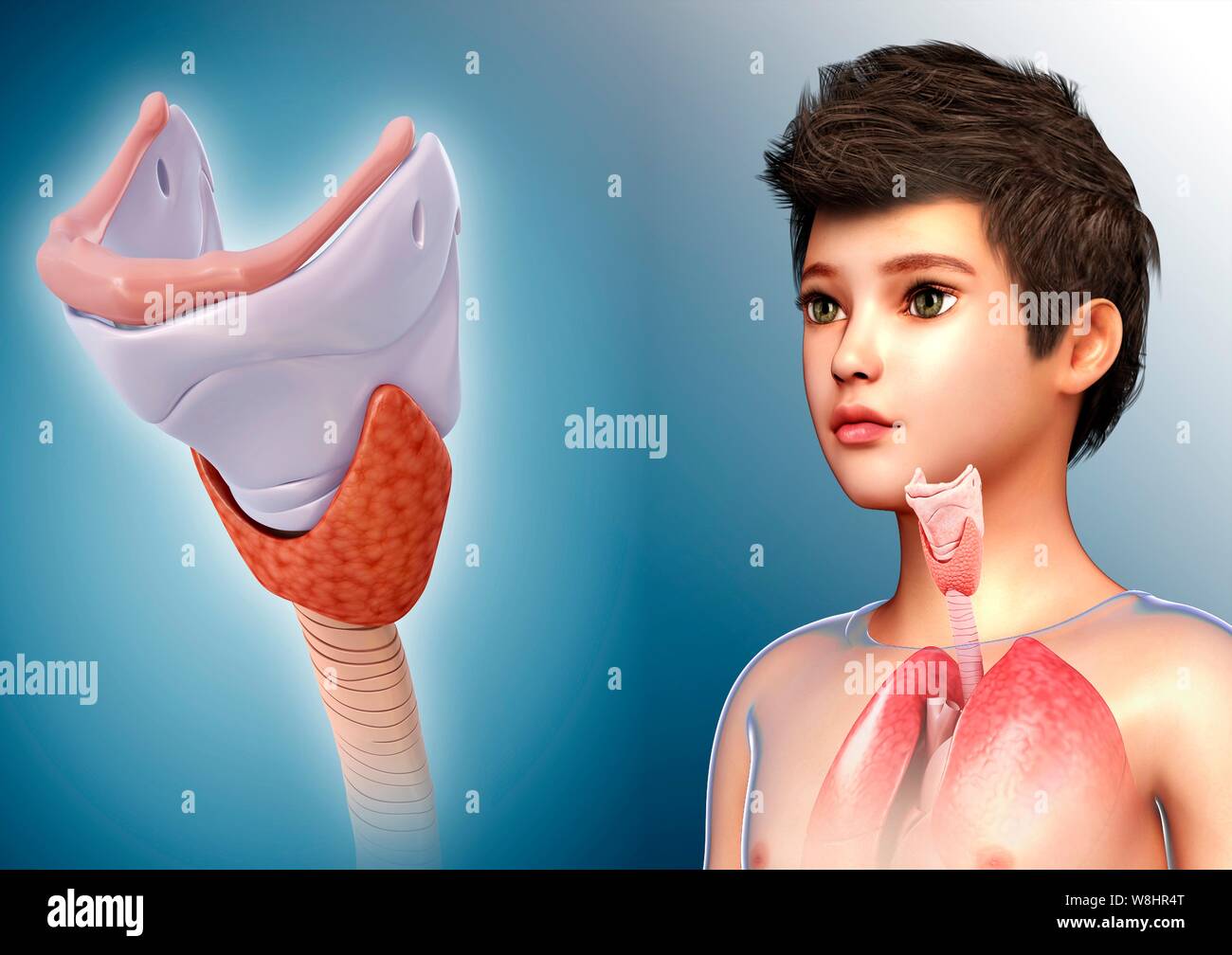 Illustration of a child's thyroid cartilage Stock Photo - Alamy