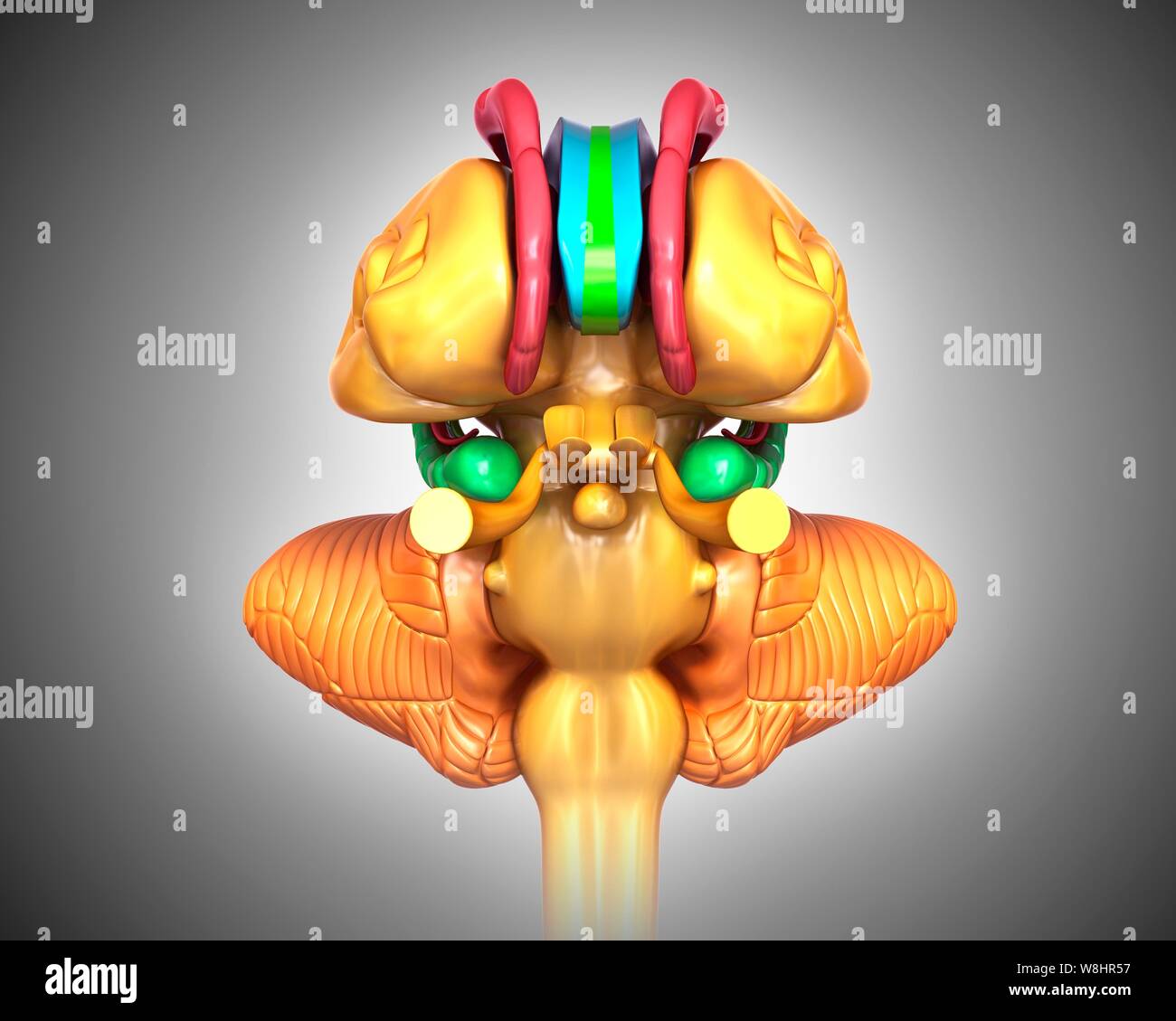 Illustration of human brain structures Stock Photo - Alamy