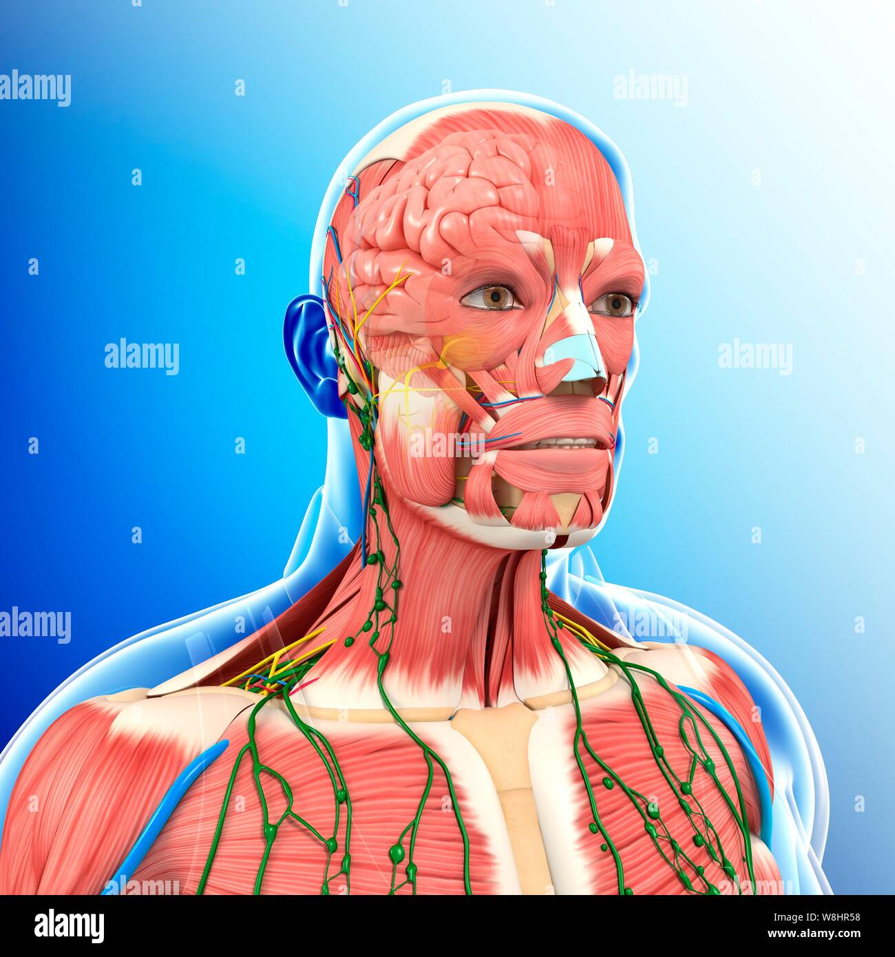 Male chest anatomy hi-res stock photography and images - Alamy