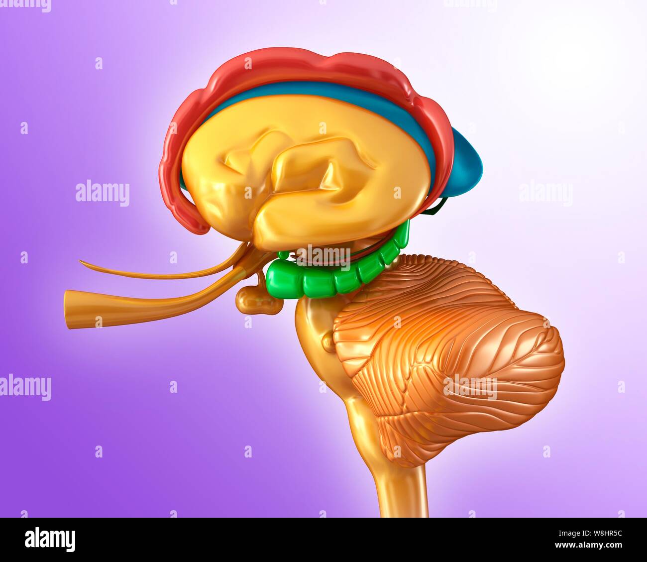 Illustration of human brain structures Stock Photo - Alamy