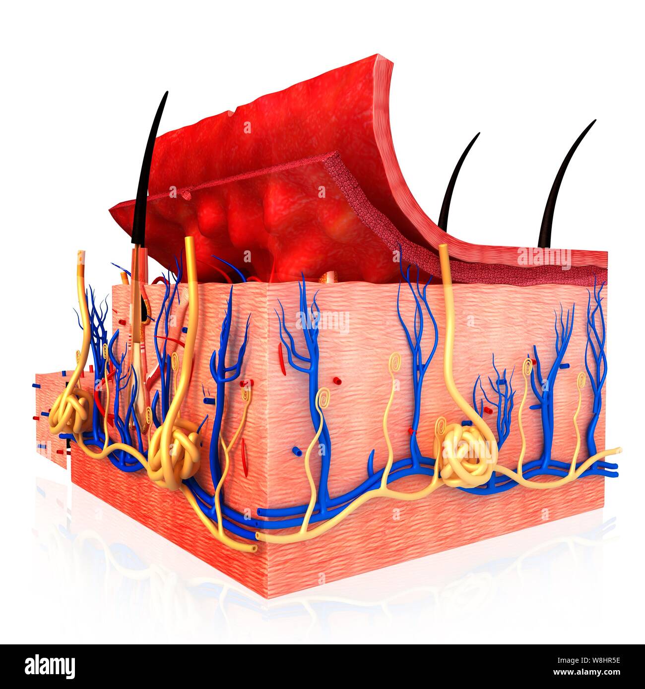 Biological anatomy hi-res stock photography and images - Alamy