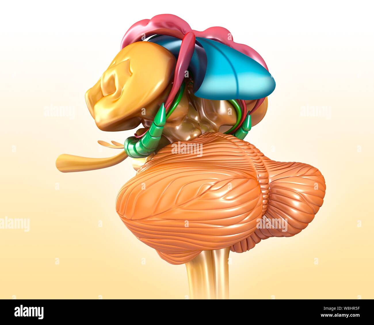 Illustration of human brain structures Stock Photo - Alamy