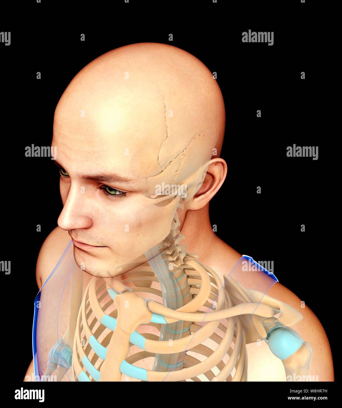 Chest bones hi-res stock photography and images - Alamy