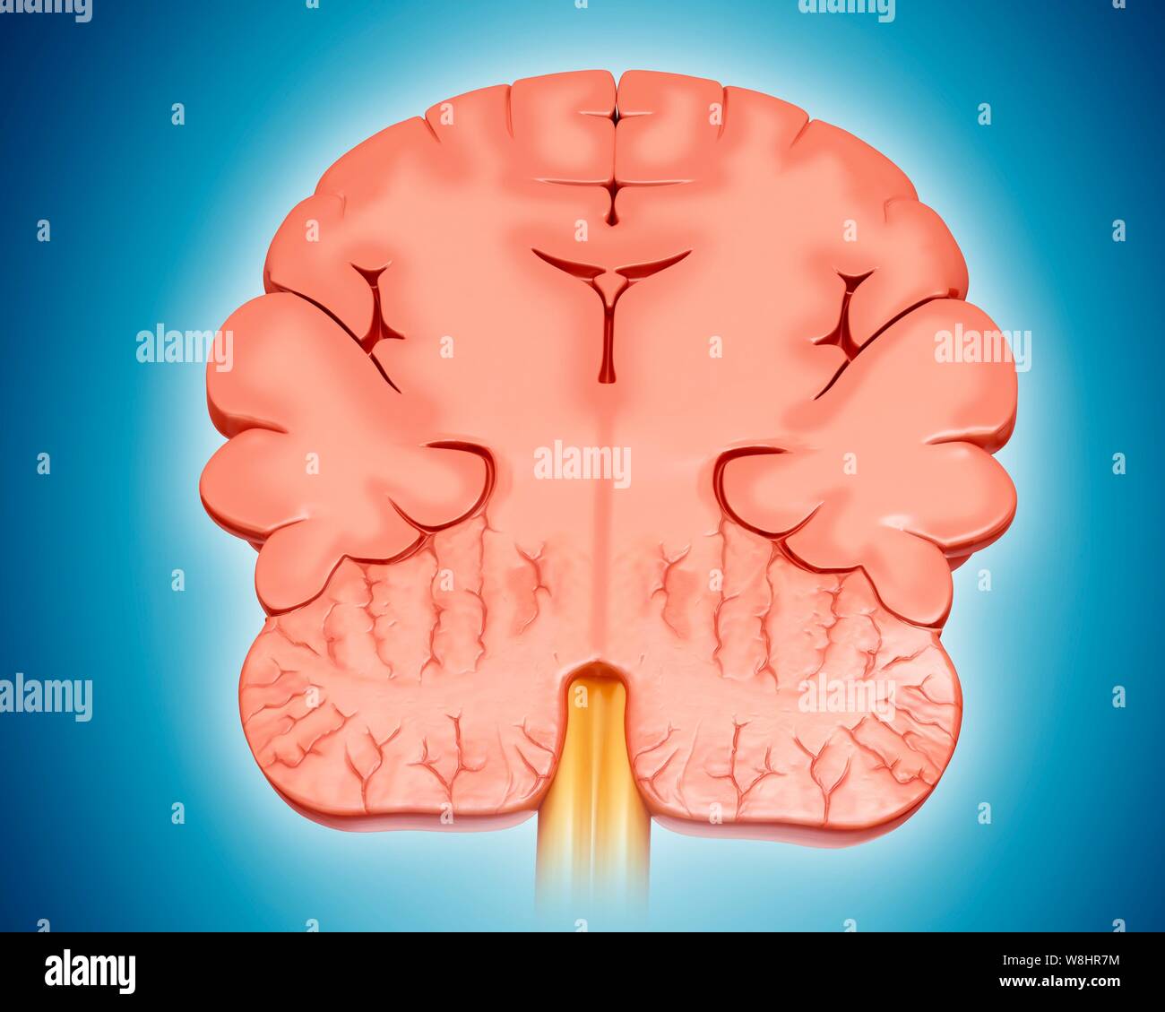 Illustration of human brain cross-section Stock Photo - Alamy