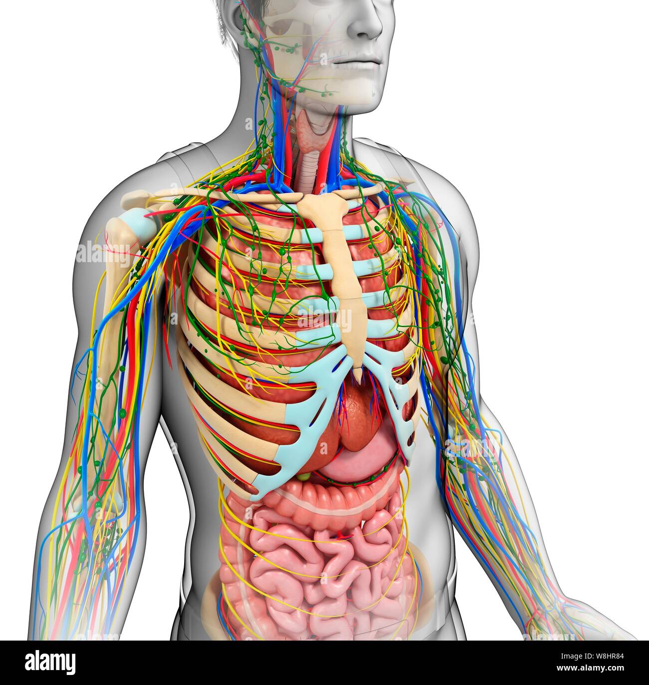 Illustration of male anatomy Stock Photo - Alamy