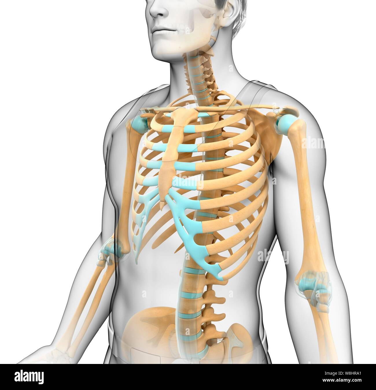 Illustration of male skeletal system Stock Photo - Alamy