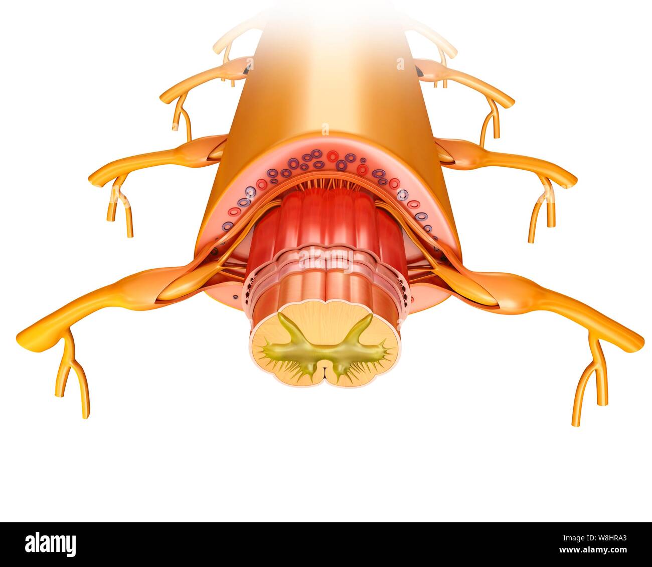 Normal spinal cord anatomy Cut Out Stock Images & Pictures - Alamy