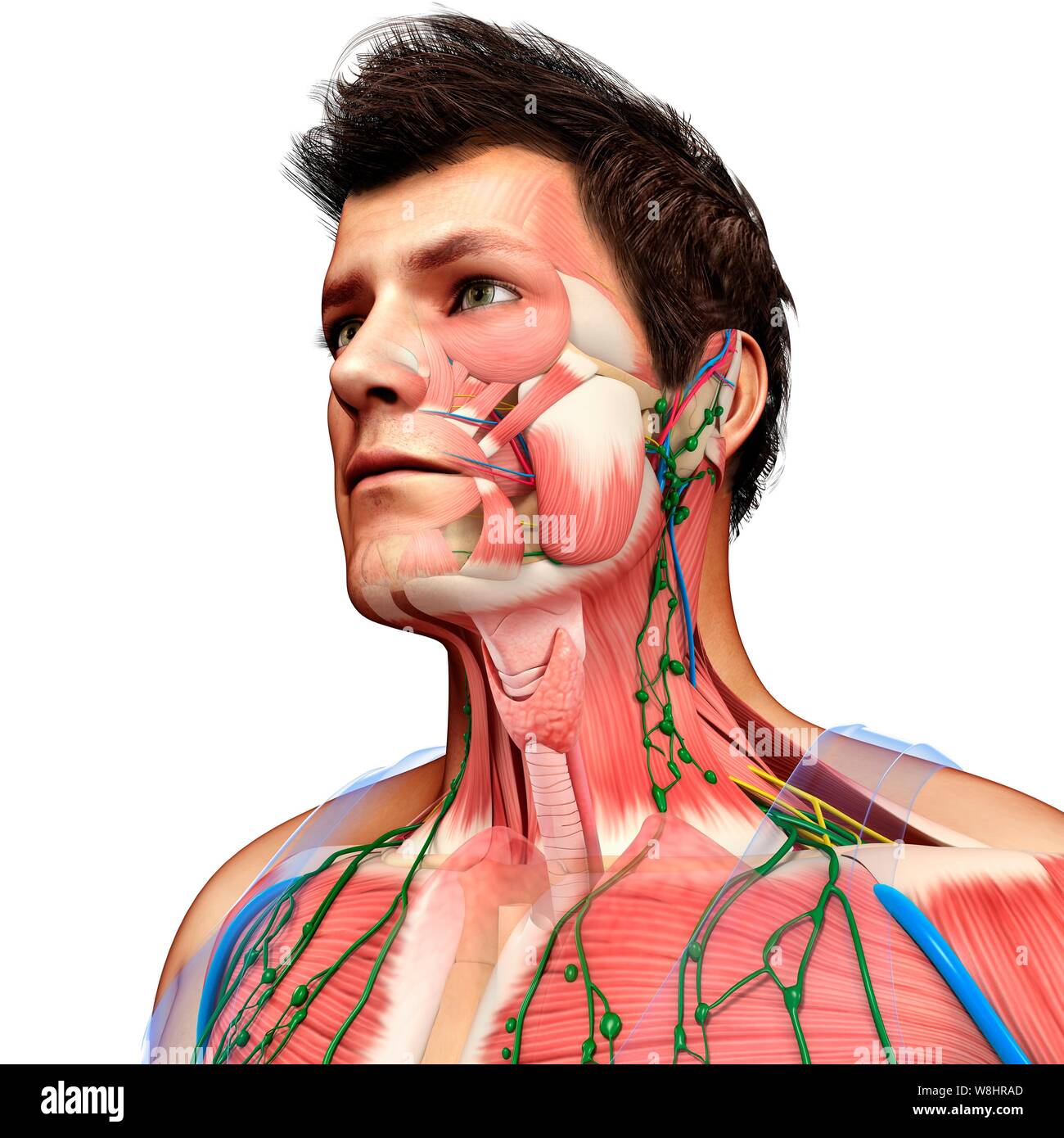 Illustration of male head and chest anatomy Stock Photo - Alamy