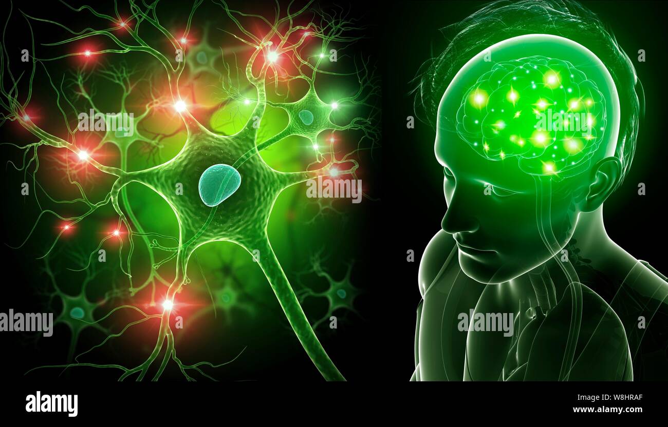 Illustration of a human brain and nerve cell Stock Photo - Alamy