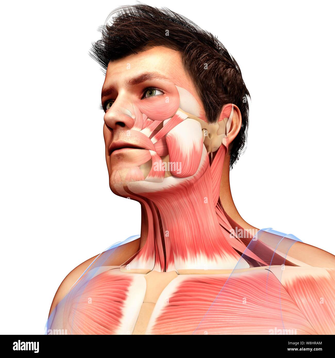 Human anatomy male muscles hi-res stock photography and images - Alamy
